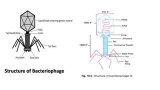 BACTERIOPHAGE LIFE CYCLE - LYSIS AND LYSOGENY | PPTX