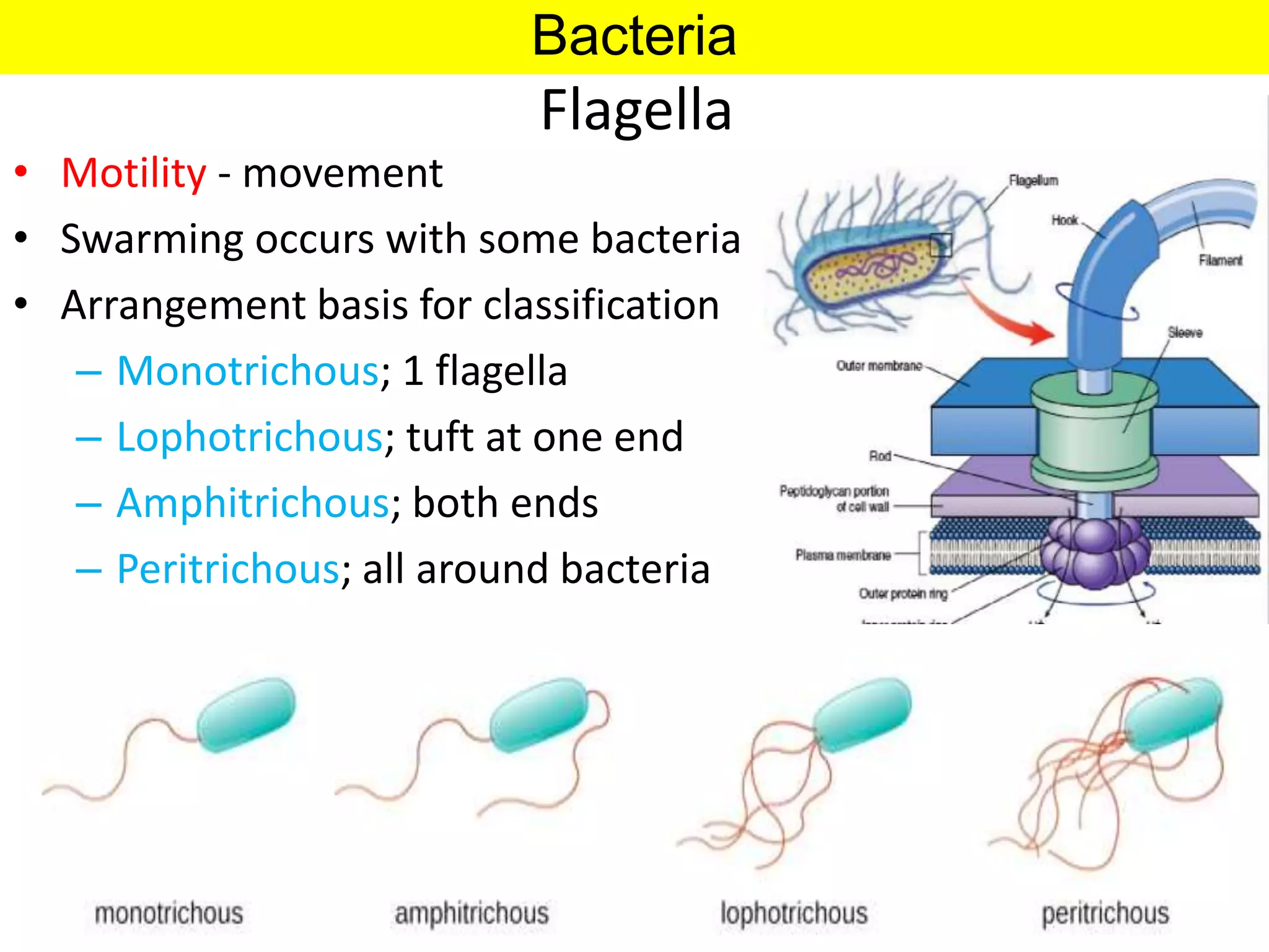 Microbiology | PPTX