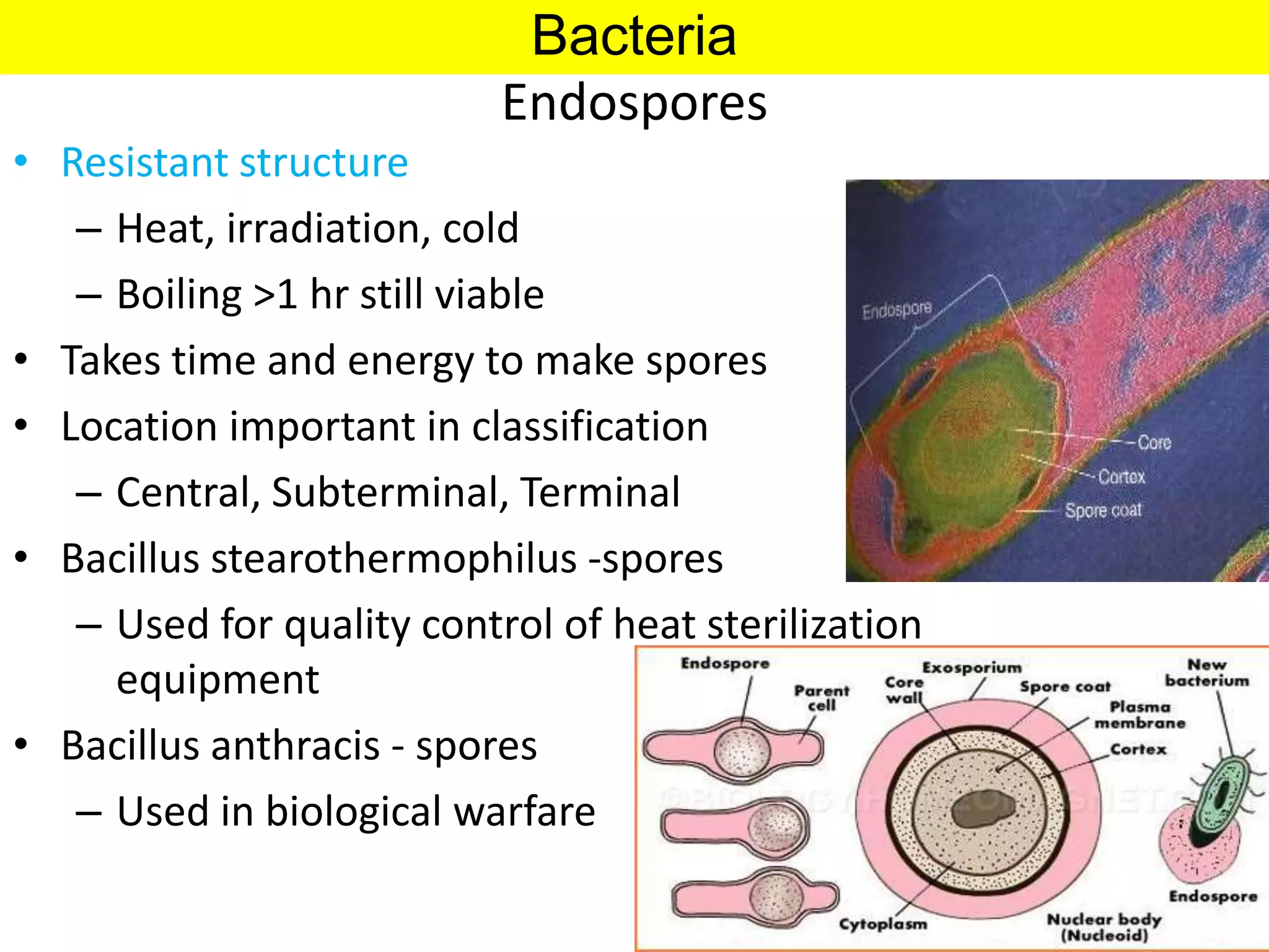 Microbiology | PPTX