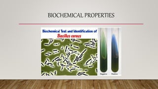 Microbiology bacillus cereus.pptx