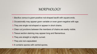 Microbiology bacillus cereus.pptx