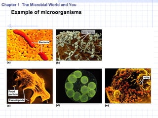 Microbiology introduction of microbs .ppt
