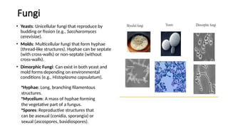 Classification and morphology of microbes.pptx