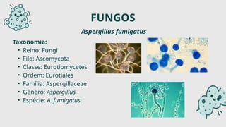 tipos de fungos e bacterias microbiologia | PPTX