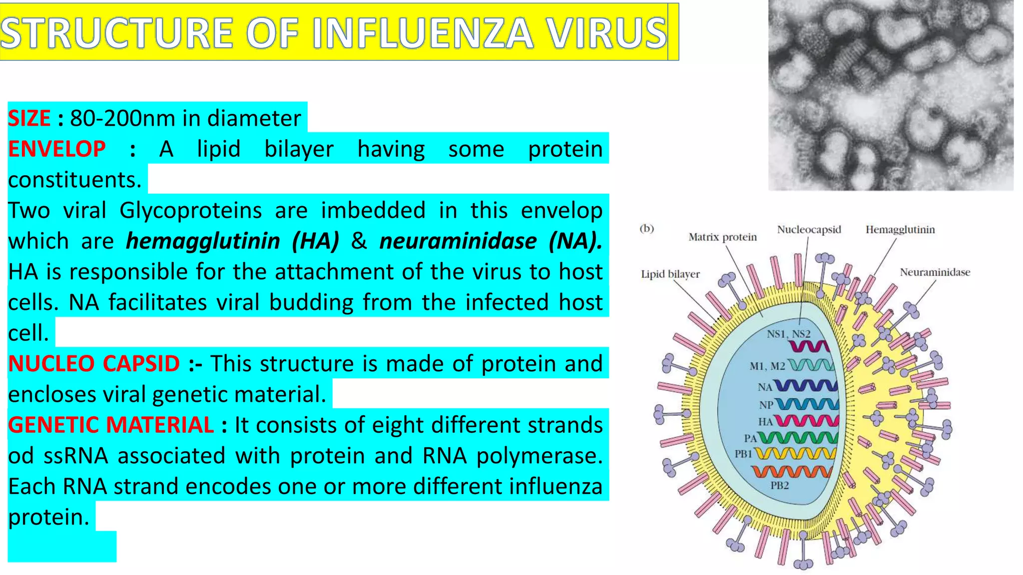 Pathogenesis of viral diseases .pptx