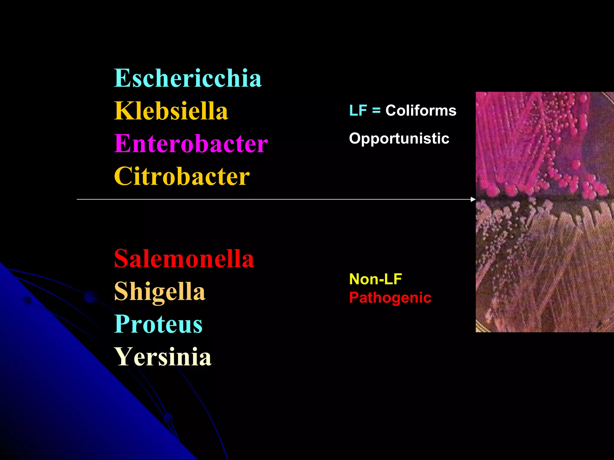 Microbiology lec12,klebsiella&salmonella | PPT