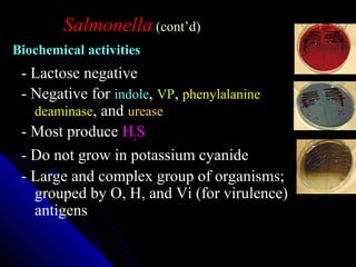 Microbiology lec12,klebsiella&salmonella | PPT