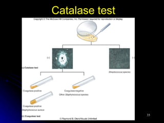 Microbiology lec5 | PPT