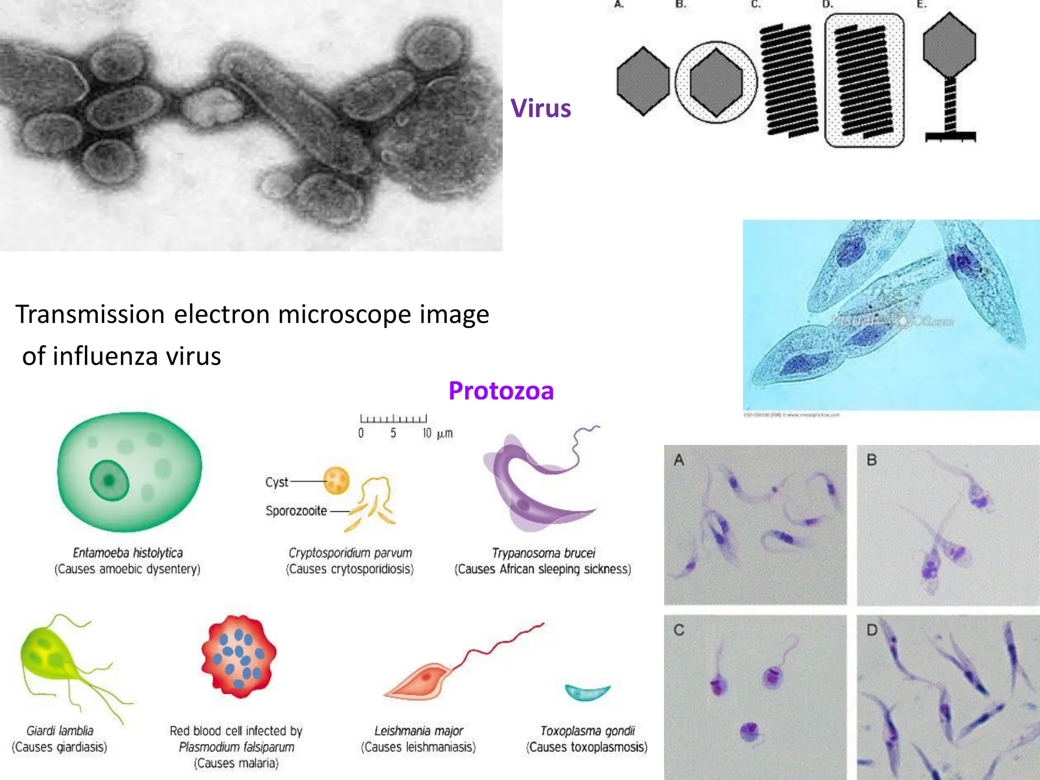 MICROBIOLOGY-METHODS OVERVIEW OF BASIC MICROBIOLOGY | PDF