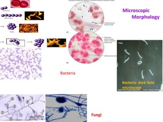MICROBIOLOGY-METHODS OVERVIEW OF BASIC MICROBIOLOGY | PDF | Infectious ...