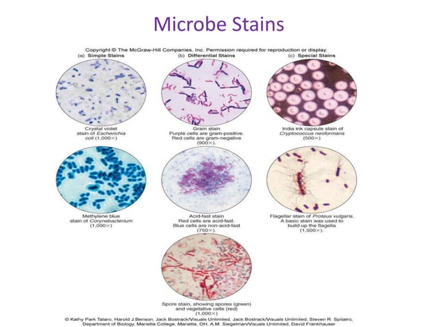 MICROBIOLOGY-METHODS OVERVIEW OF BASIC MICROBIOLOGY | PPT