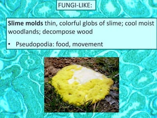 Microbiology: microorganisms & classification | PPTX