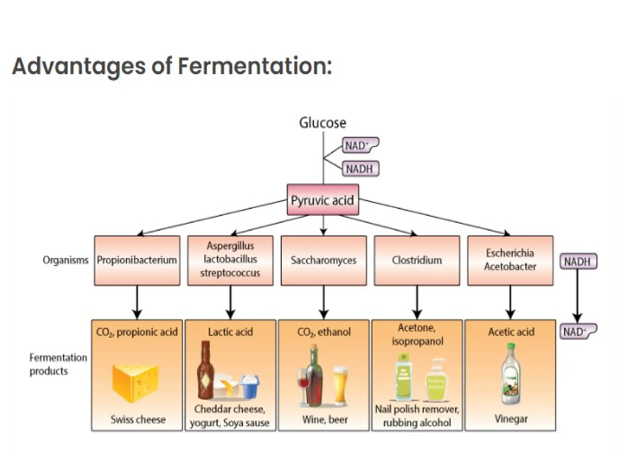 microbiology-of-fermented-foods (1).pptx
