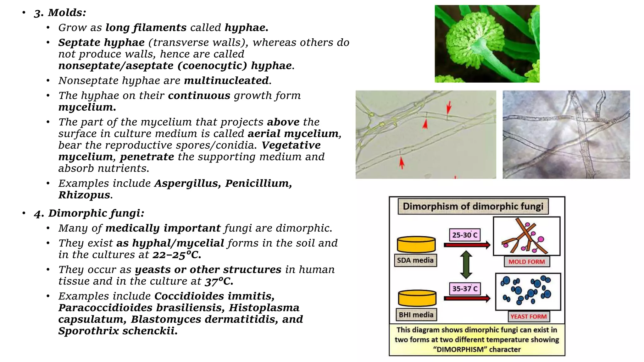 Medical Microbiology - Mycology | PPTX