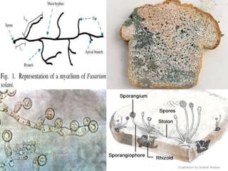 Growth and Nutrition of Fungi | PPTX