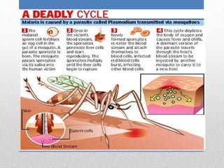 malaria | PPT