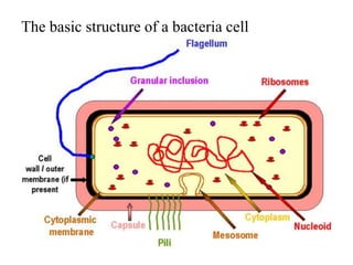 MICROBIOLOGY (1).ppt