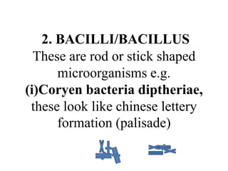 MICROBIOLOGY (1).ppt