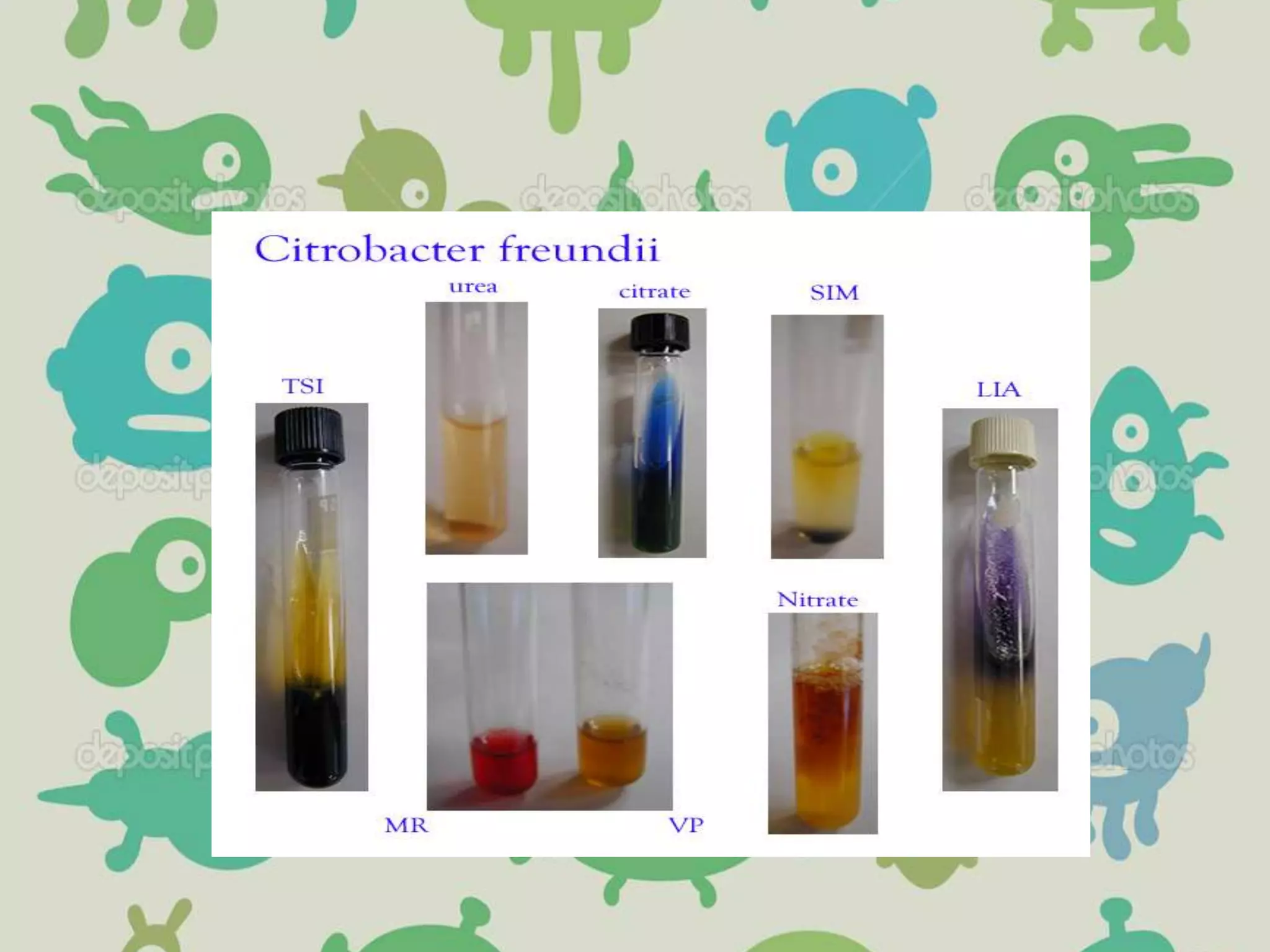 Microbiology - Enterics ( Citrobacter, Edwardsiella, & Arizonae ) | PPTX