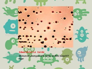 Microbiology - Enterics ( Citrobacter, Edwardsiella, & Arizonae ) | PPTX