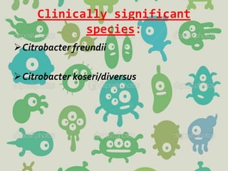 Microbiology - Enterics ( Citrobacter, Edwardsiella, & Arizonae ) | PPTX