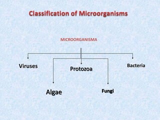 Microbiology | PPTX