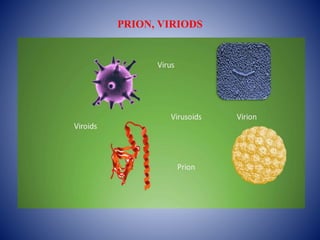 Virology - Basic Idea & Classification | PDF