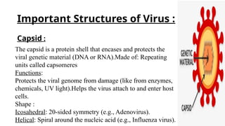 Viral Structure and Morphology Group D.pptx