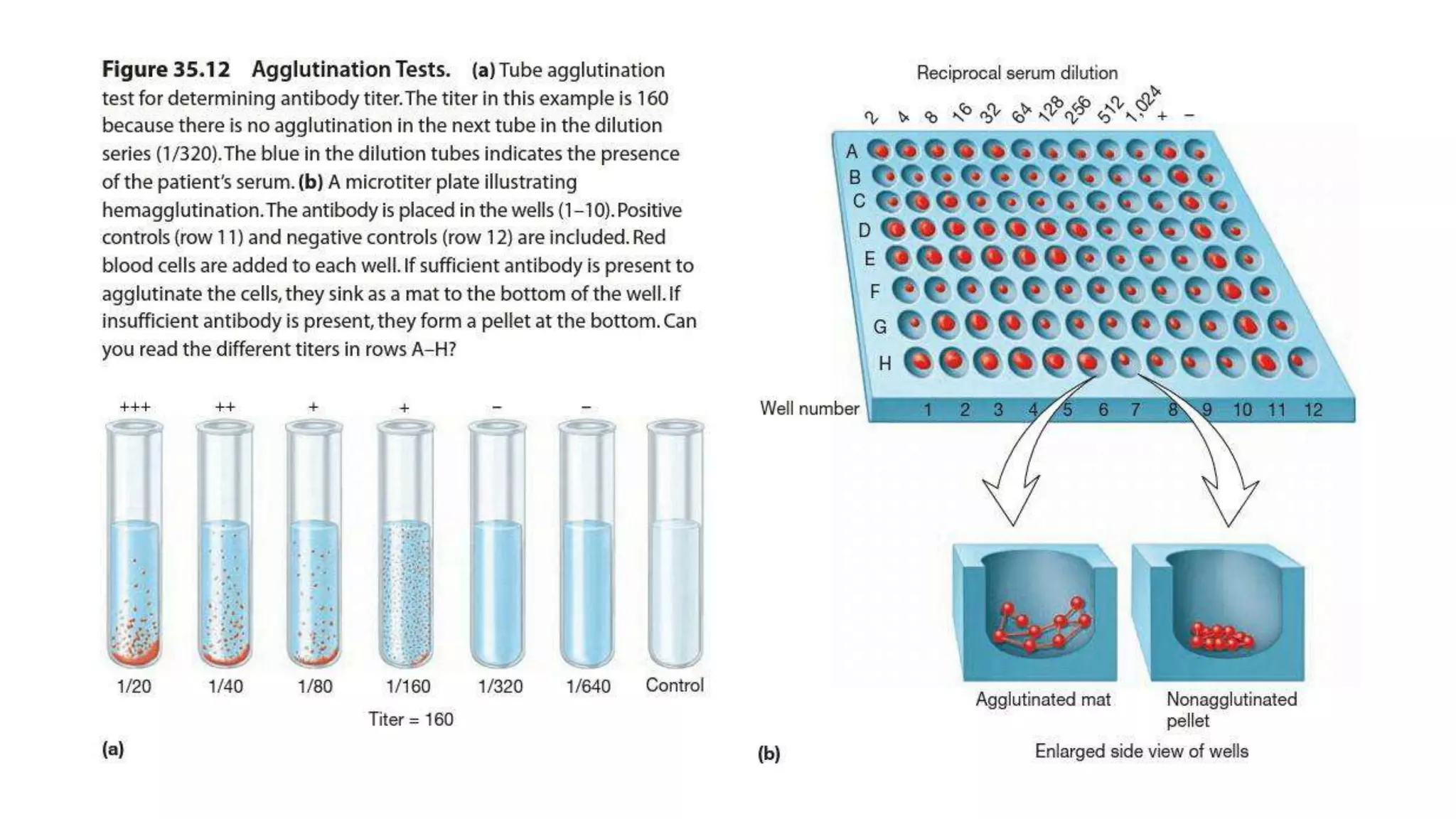 Clinical Microbiology - Serology | PPTX