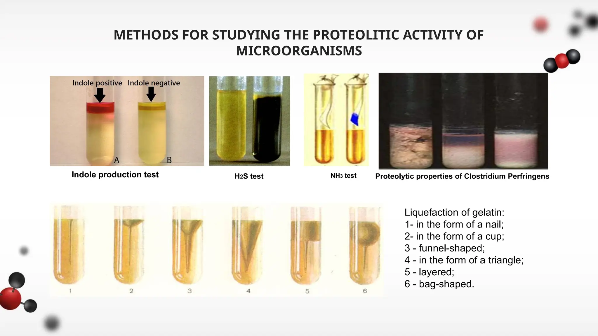 Microbiology 4.pptx microbilooooogy microb | PPTX