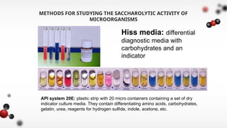 Microbiology 4.pptx microbilooooogy microb | PPTX