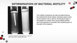 Microbiology 4.pptx microbilooooogy microb | PPTX