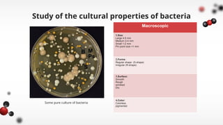Microbiology 4.pptx microbilooooogy microb | PPTX
