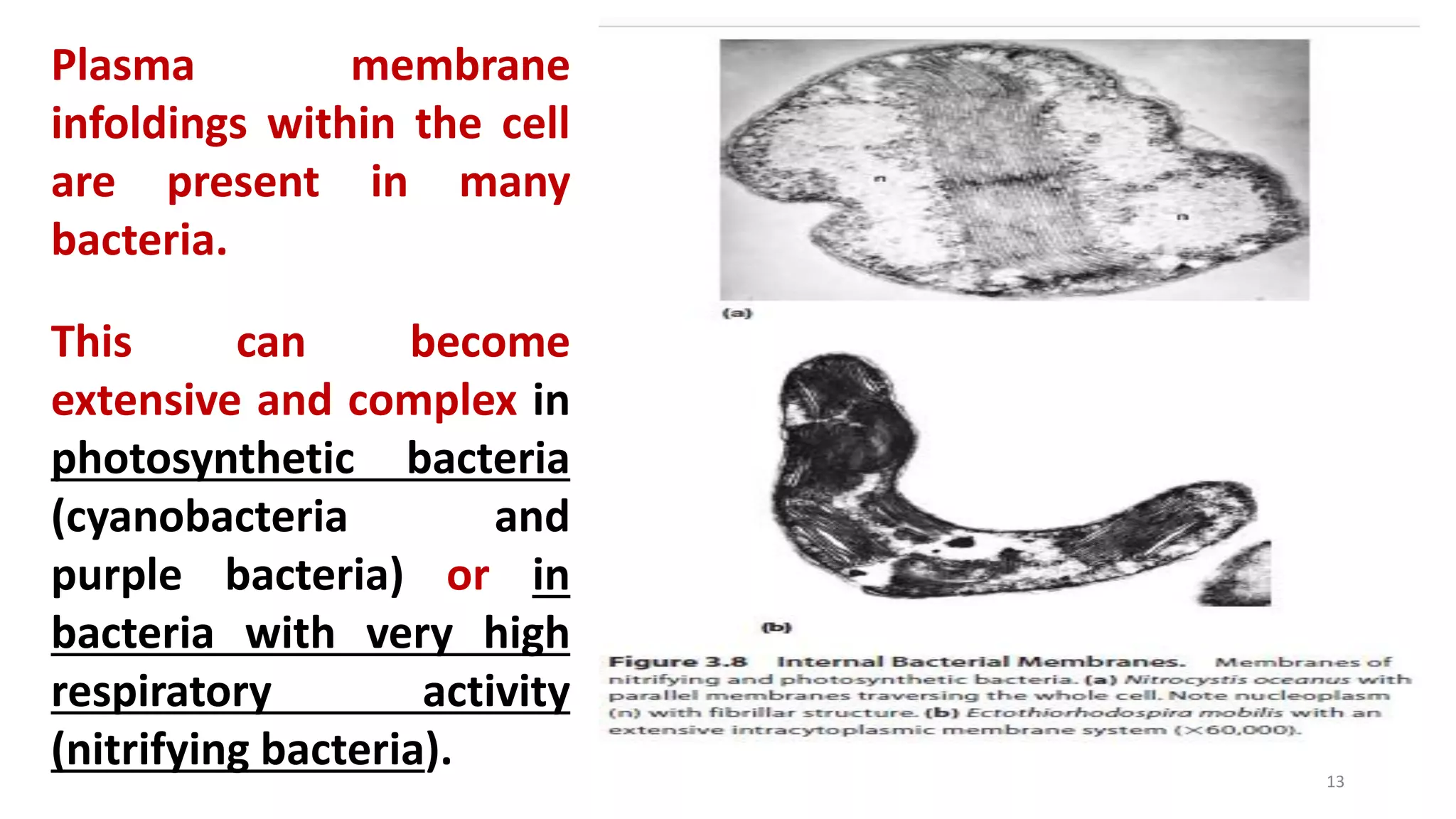 Microbiology 5 - Microbial Structures - Cell Membrane, Ribosome.pdf