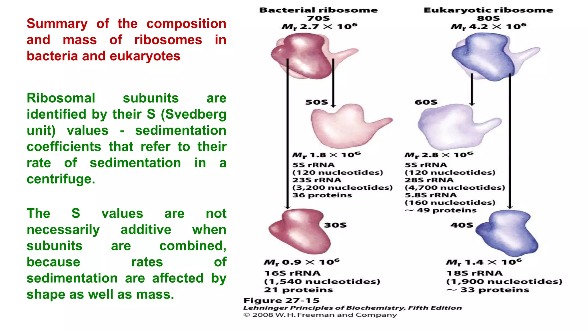 Microbiology 5 - Microbial Structures - Cell Membrane, Ribosome.pdf ...