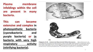 Microbiology 5 - Microbial Structures - Cell Membrane, Ribosome.pdf ...