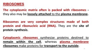 Microbiology 5 - Microbial Structures - Cell Membrane, Ribosome.pdf ...