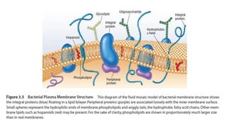 Microbiology 5 - Microbial Structures - Cell Membrane, Ribosome.pdf ...