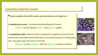 Microbiology and Parasitology Lesson 2- Taxonomy, Origin and Evolution ...