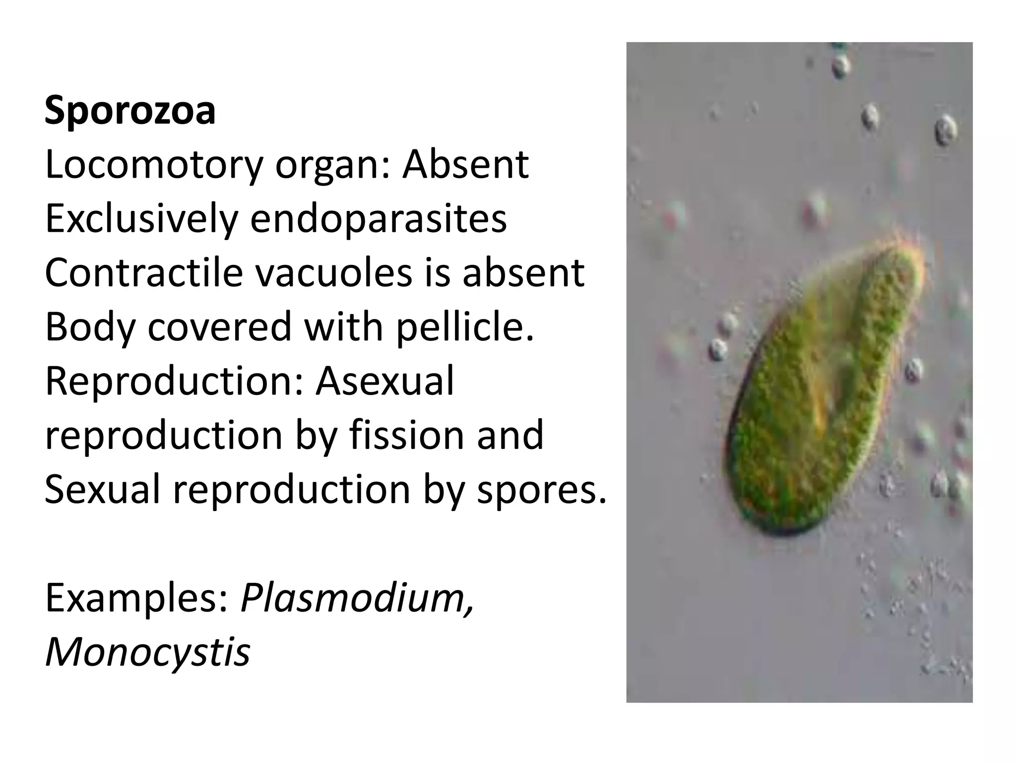 Microbiology - malaria | PPTX