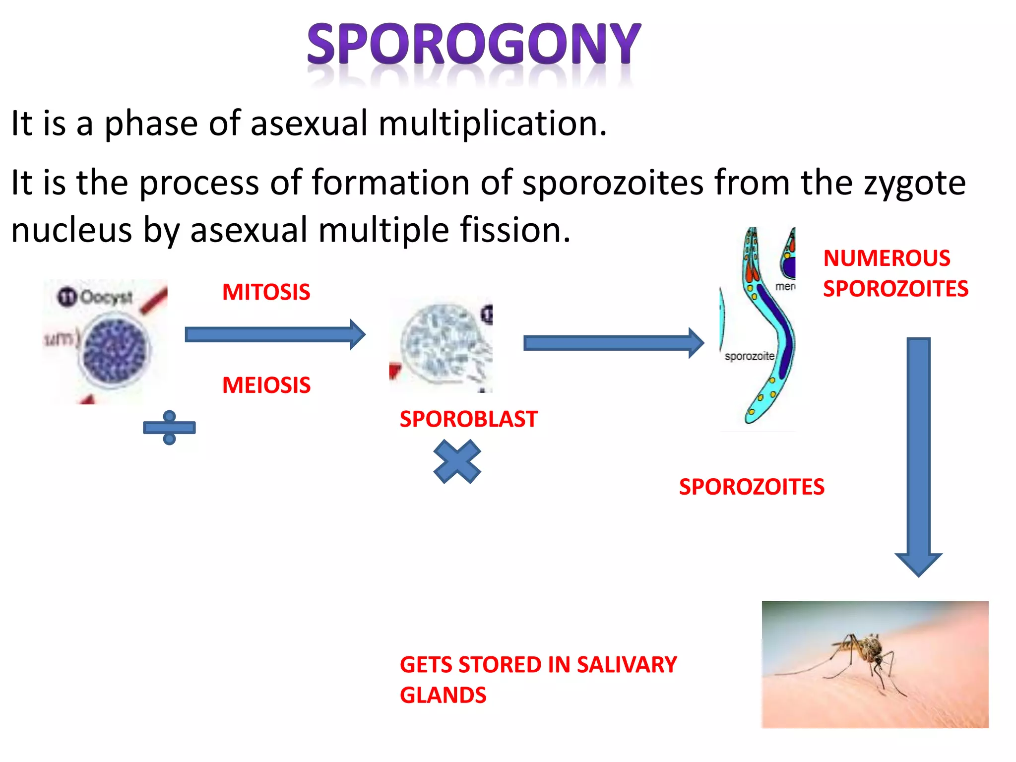 Microbiology - malaria | PPTX