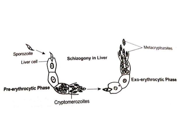 Microbiology - malaria | PPTX | Infectious Diseases | Diseases and Conditions