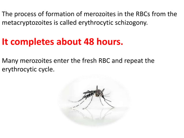 Microbiology - malaria | PPTX | Infectious Diseases | Diseases and Conditions