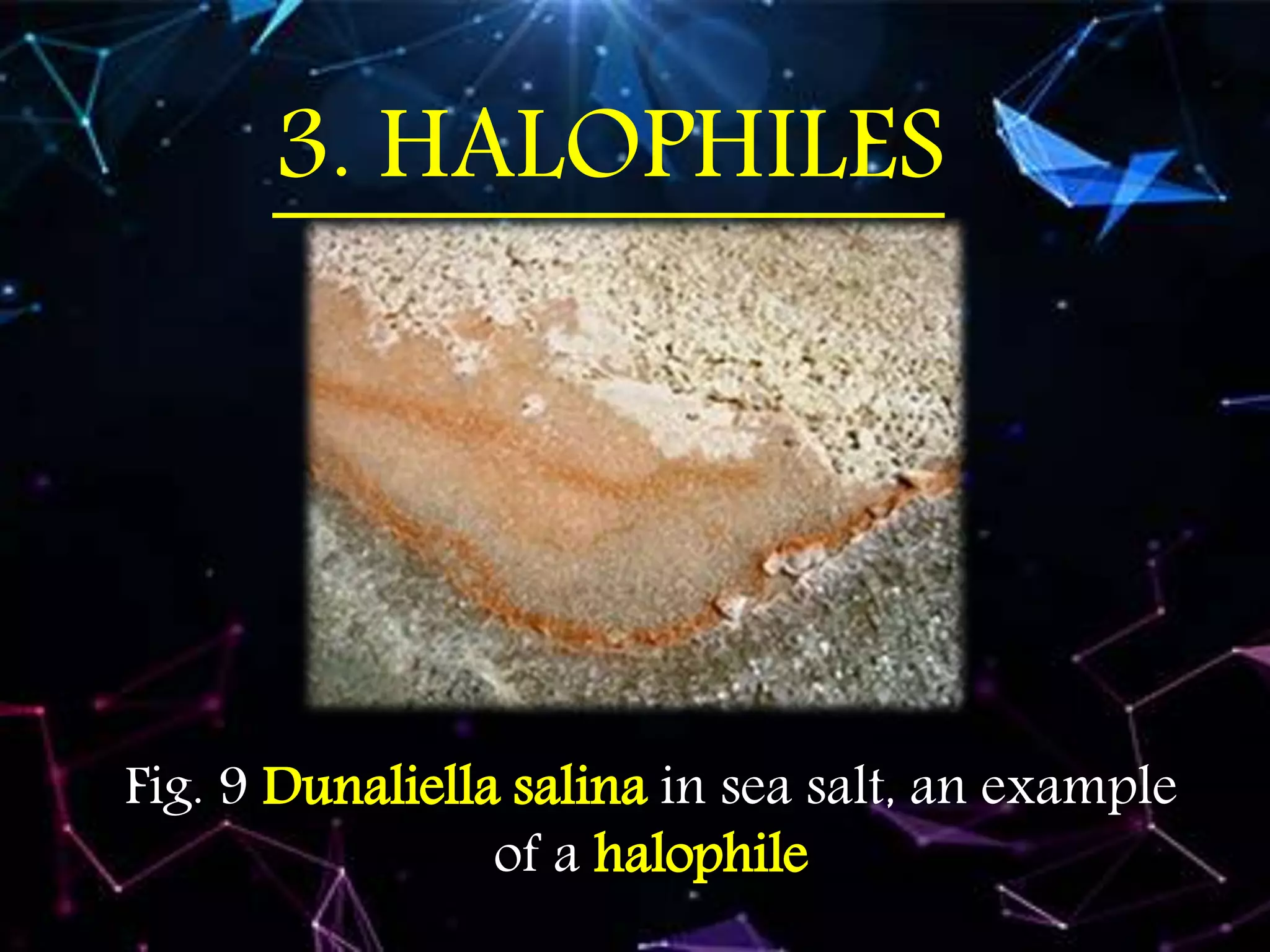 Introduction to Extremophiles (part 1) | PPTX | Biological Sciences ...