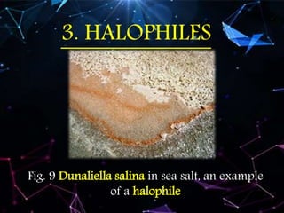 Introduction to Extremophiles (part 1) | PPTX | Biological Sciences ...