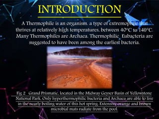 Introduction to Extremophiles (part 1) | PPTX | Biological Sciences | Science