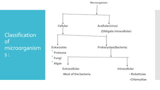 microbiology assignment.pptx