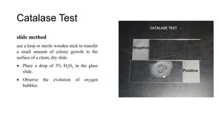 MICROBIOLOGY biochemical test detailed.pptx