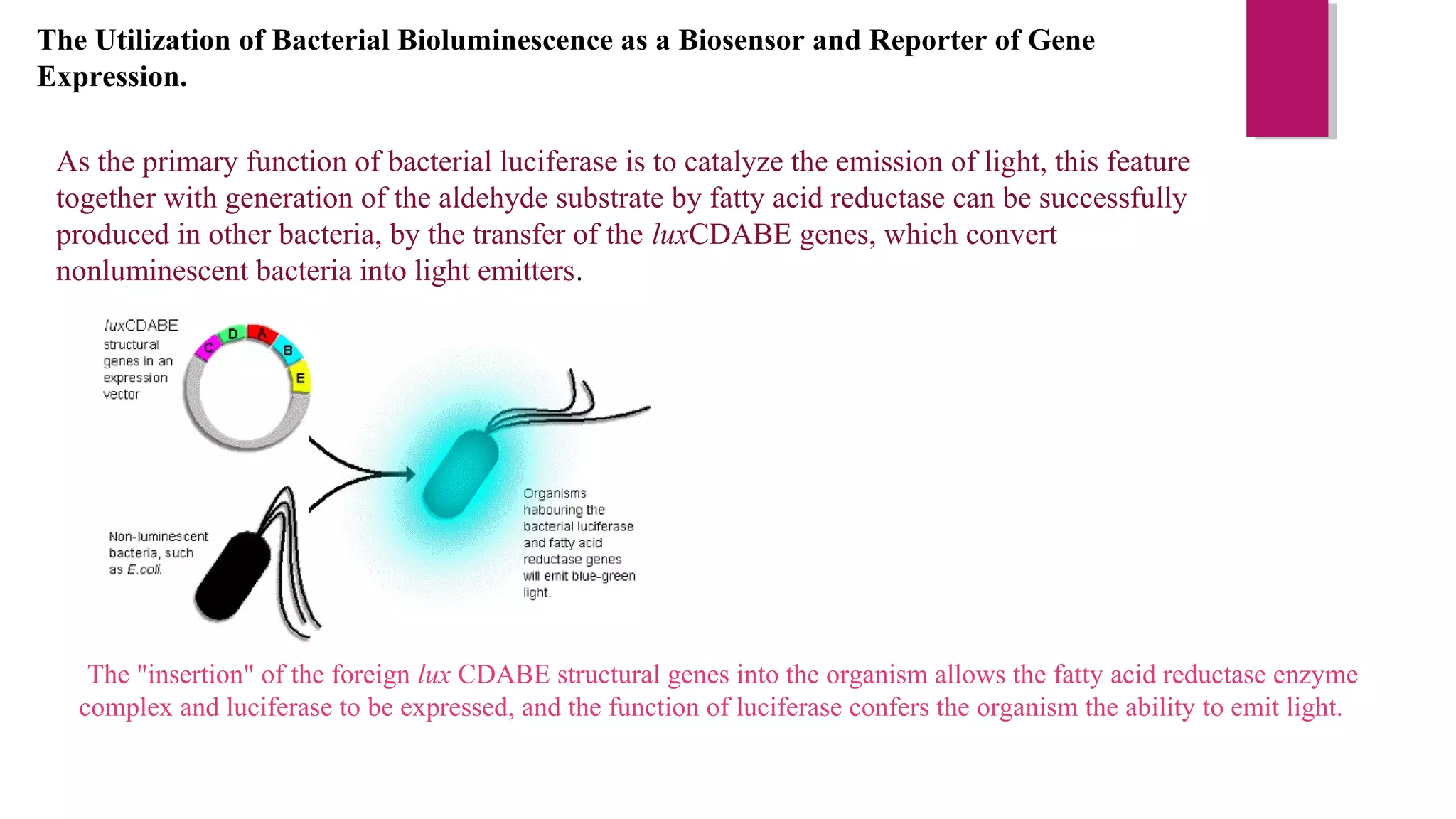 bioluminscence of microorganisms | PPT