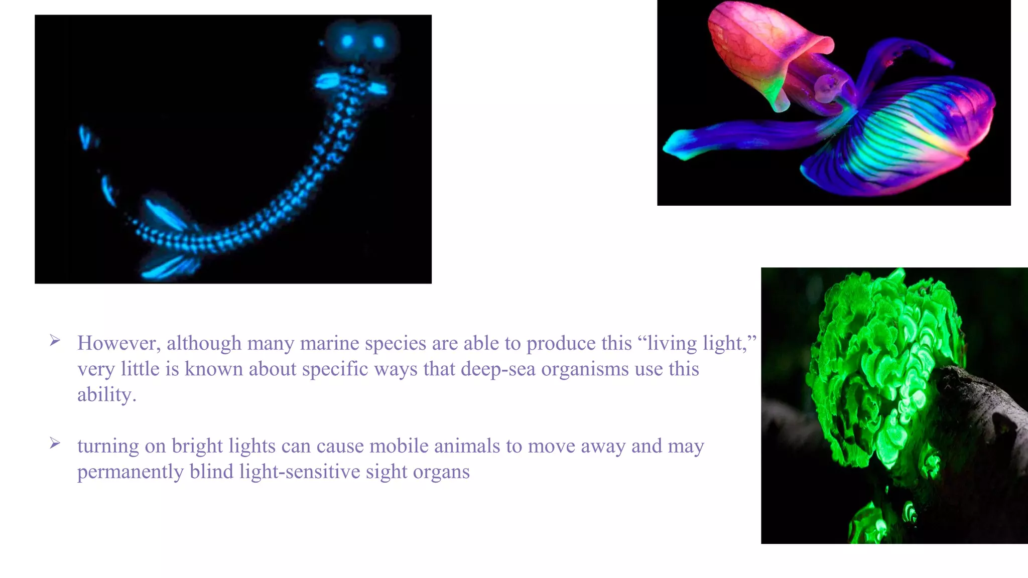 bioluminscence of microorganisms | PPT